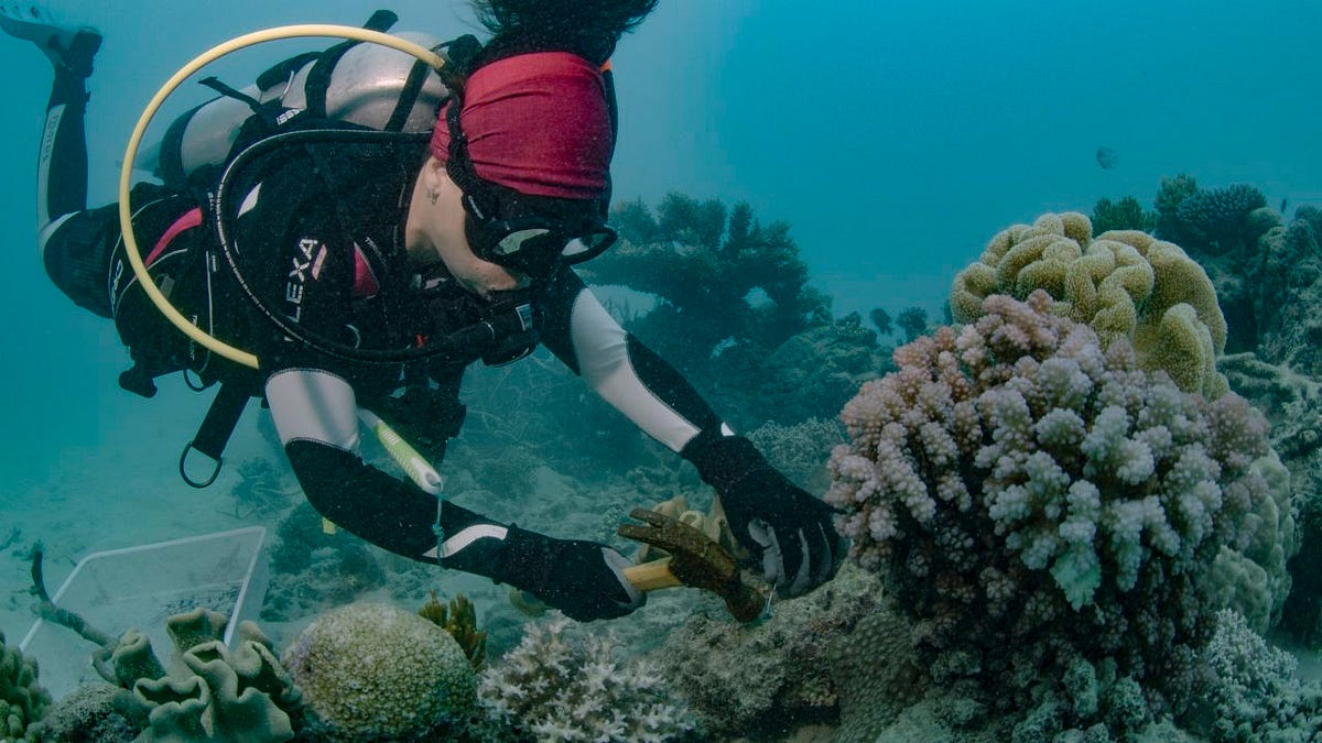Oman Coral Reefs: A Dive into Biodiversity | by Rahul Pal | Medium