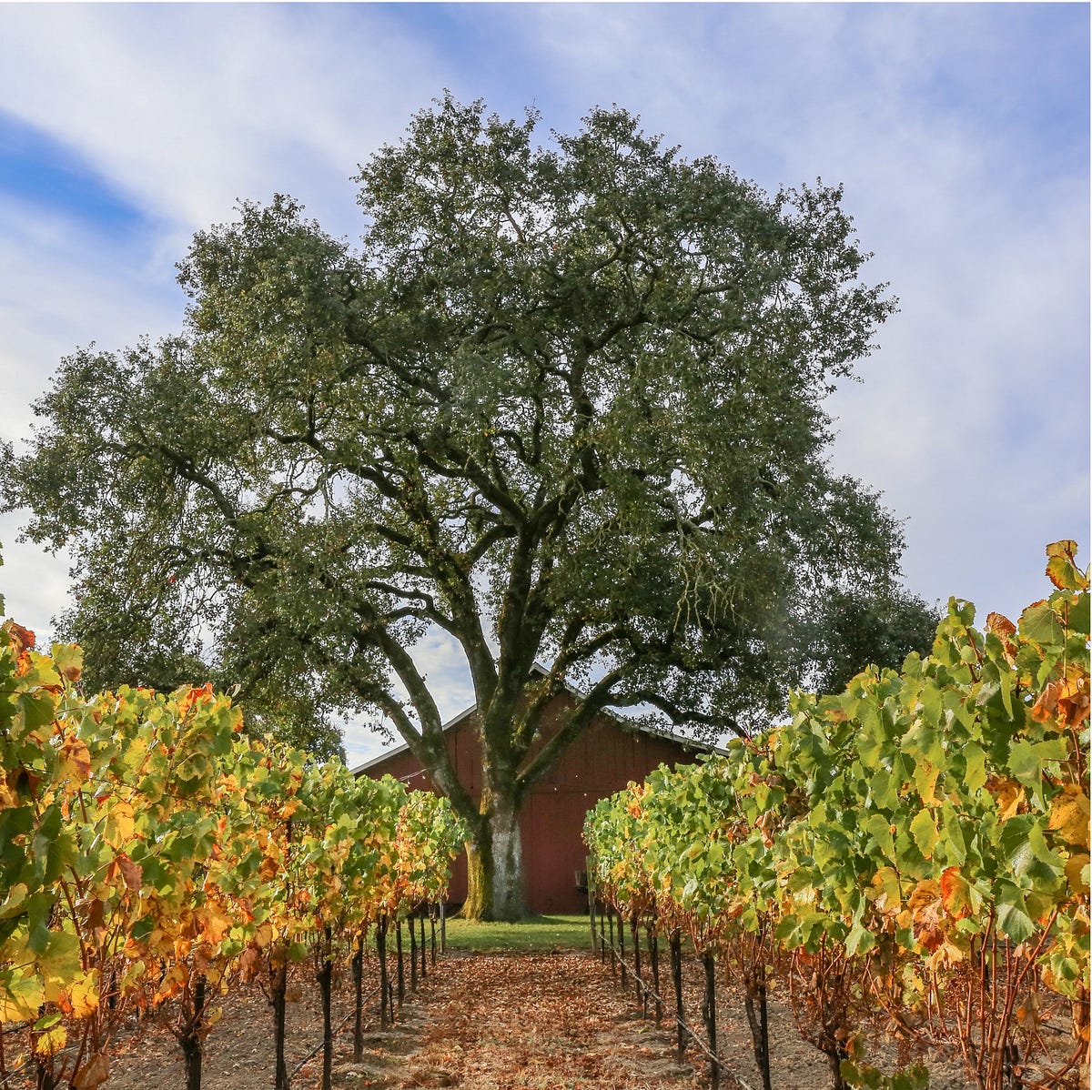 Of Hard Work, Heritage and Home: Paul Hobbs’ Crossbarn Winery - Dr ...