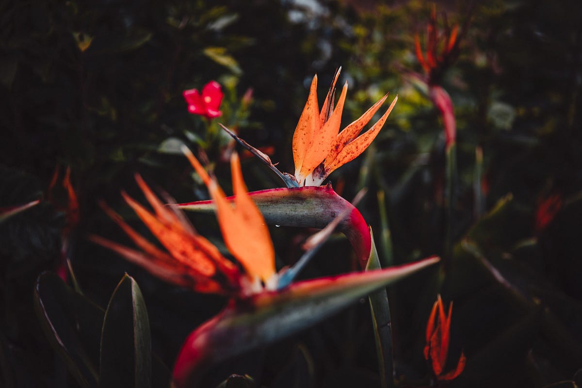 Flowers of Freedom. I spoke with a bird of paradise. | by Kevin Farran ...
