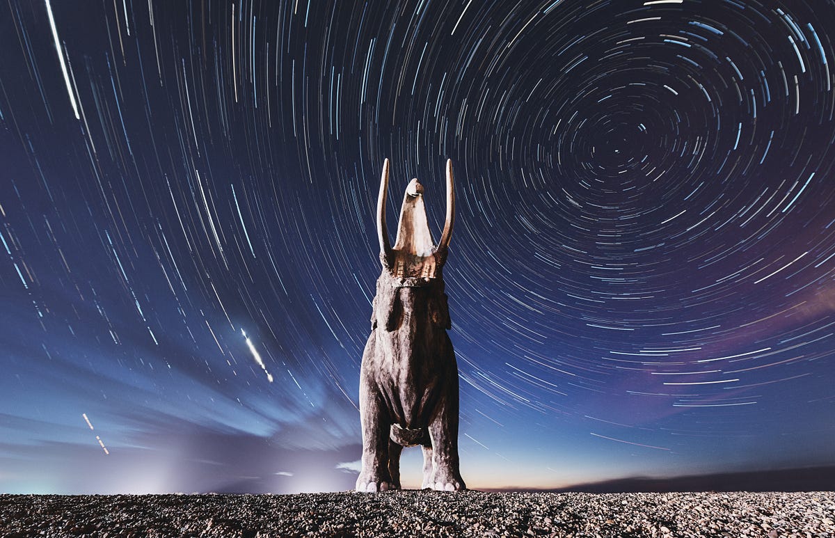Recognizing Non-Human Intelligence | by Georgeann Sack | Awake & Alive ...