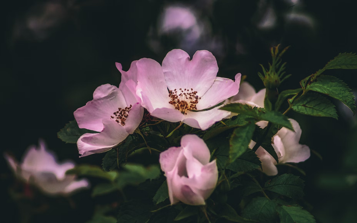 How to Identify Different Species of Wild Roses in the Wild | by ...