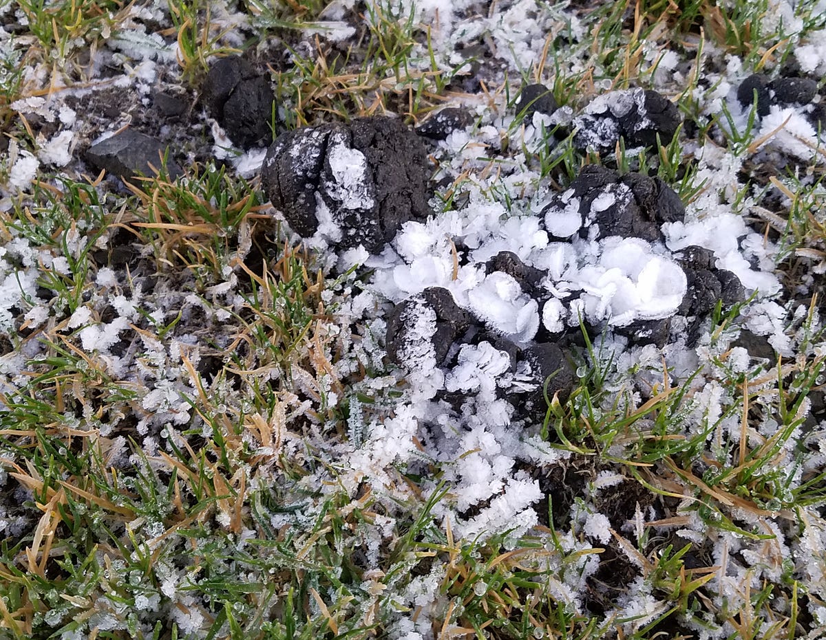 POTD 12/13. The Frost Is On The Poop(kin) | by Dusty Craig | Medium