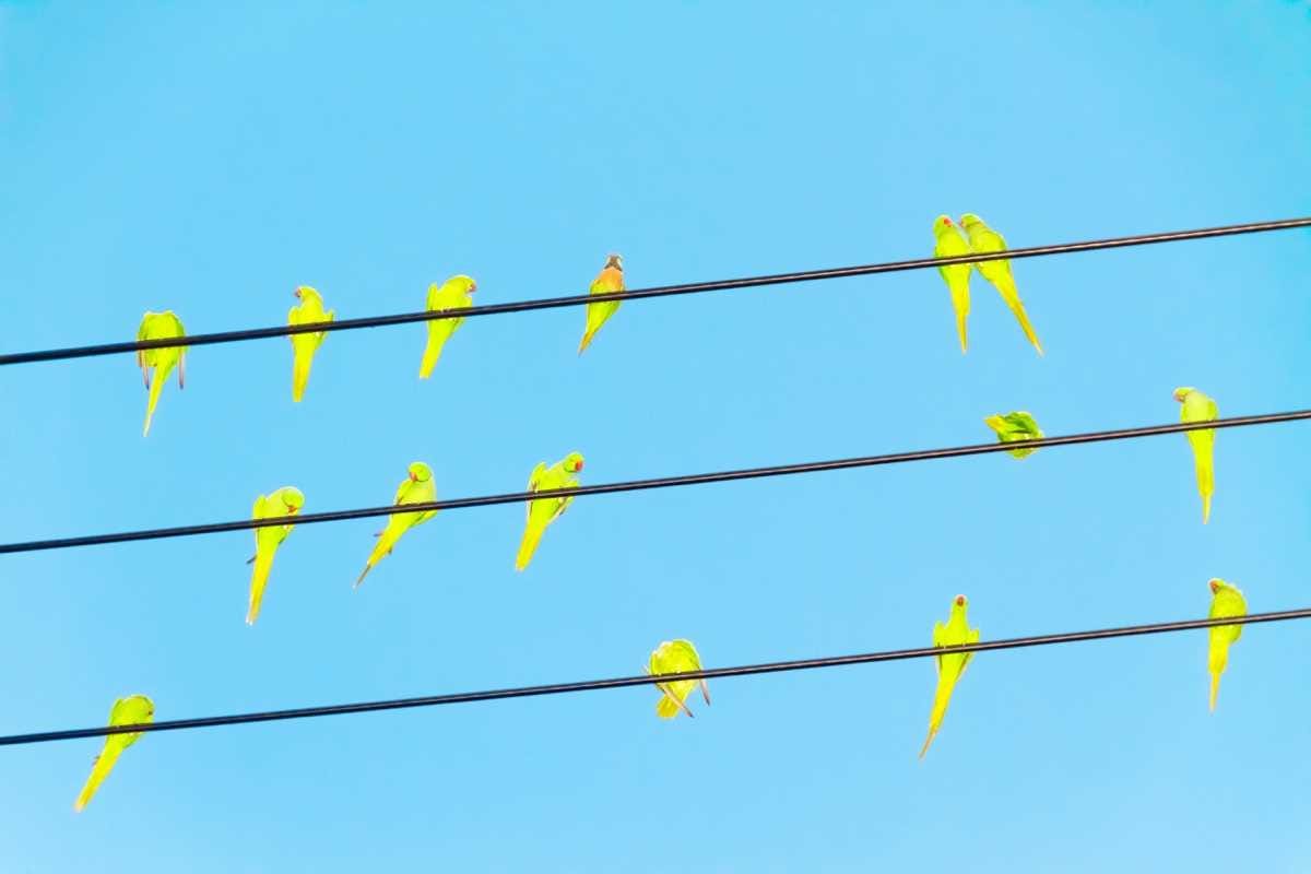 Tokyo Parrots by Yoshinori Mizutani | by Photogrist Photo Mag | Medium
