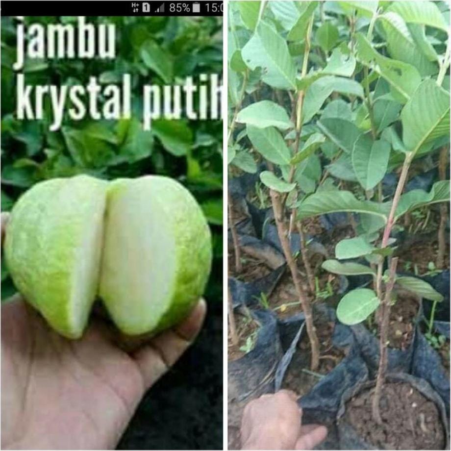 Bibit Jambu Kristal Putih Garut | by Ezio Asoka | Medium