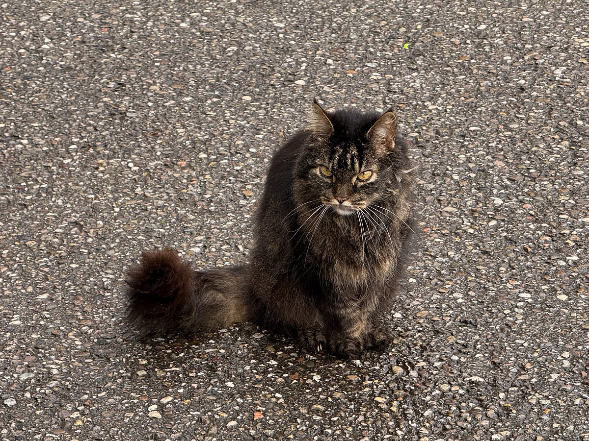 A Cat-alogue Photo Album. Is it? | Full Frame