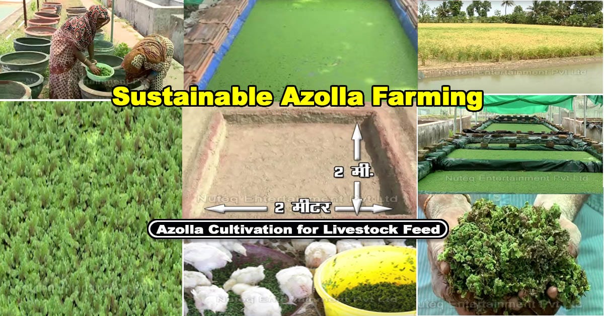 Sustainable Azolla Farming: The Future of Protein Production for Livestock | by Trendvisionz ...