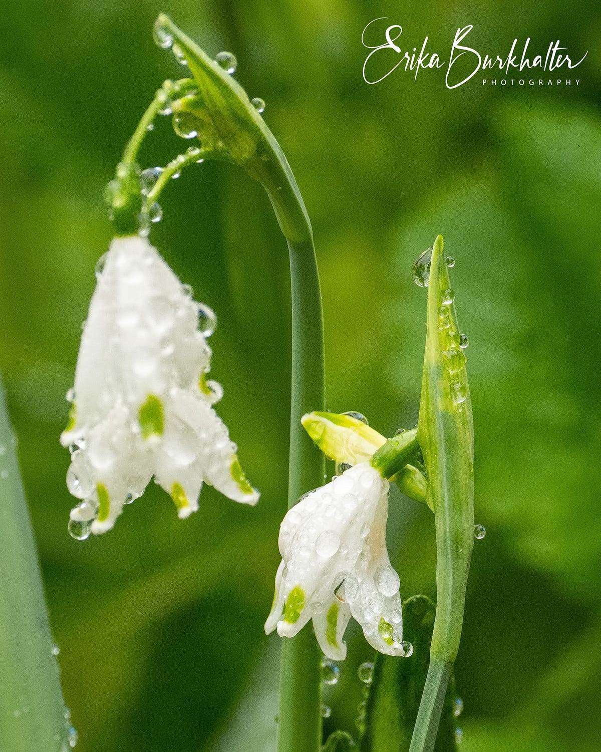 Snowbells in my Spring Garden. For years, I thought I was growing… | by ...