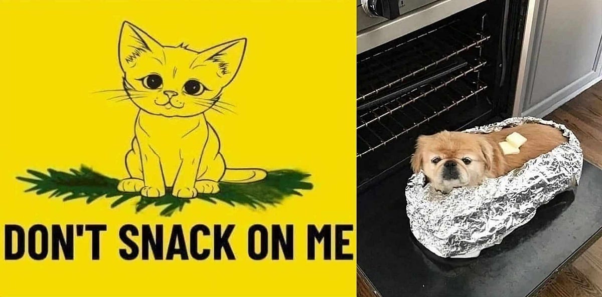 I Must Protect My Dog From Pet-Eating Immigrants | by Jason Provencio ...