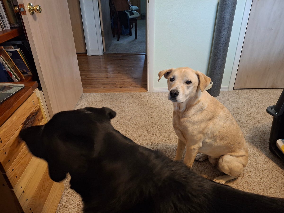 The Art of Conditioning for Dog Shampoo Commercials. The Third Time Is ...