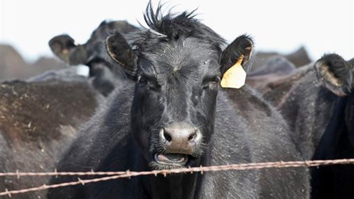 Crisis on the Plate: Mad Cow Disease Shakes Global Beef Industry | by ...