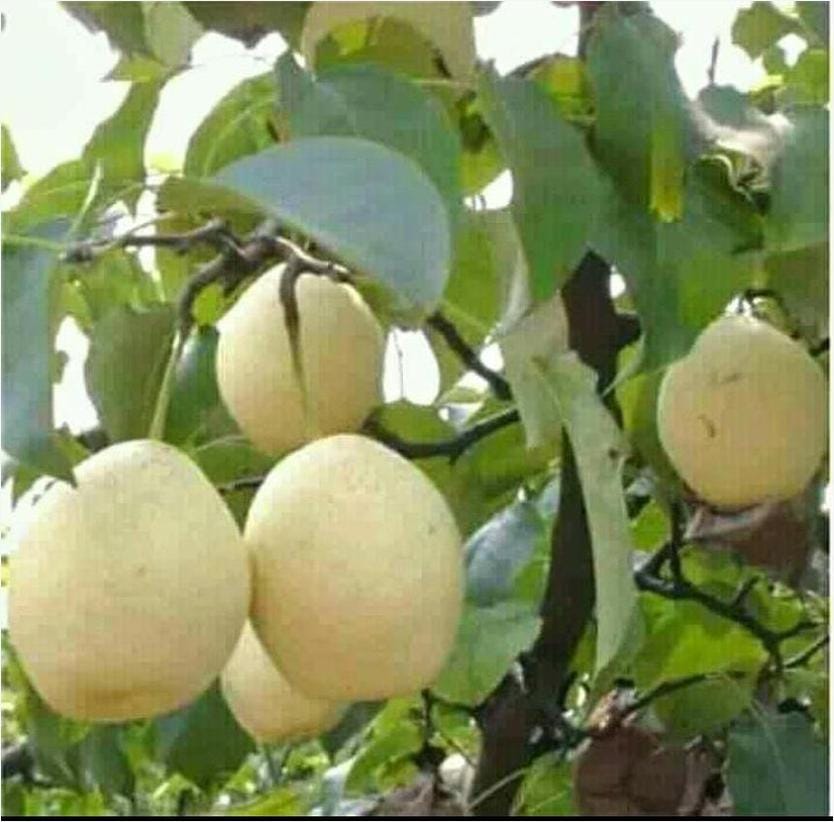 Bibit Tanaman Buah Pir Pear Kota Malang Terlengkap | by Itangnursery ...