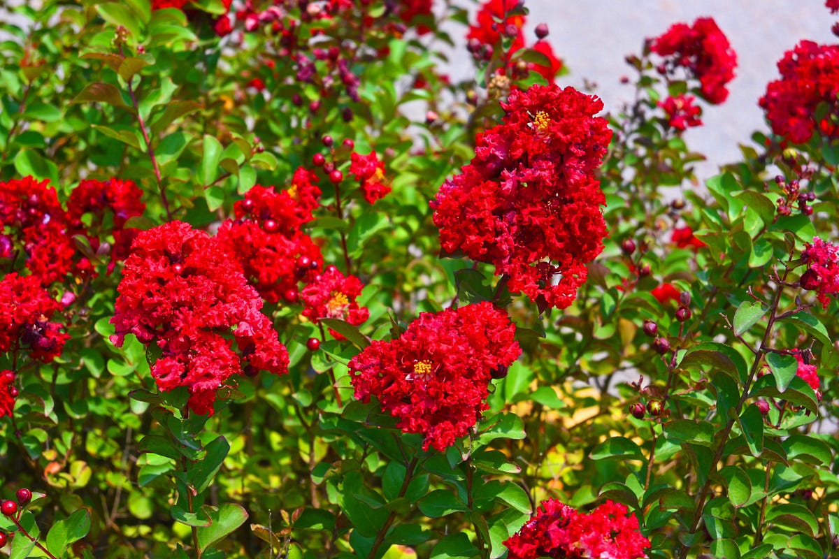 Red Crepe Myrtle: A Vibrant Addition to Your Yard | by Tammy Sons | Medium