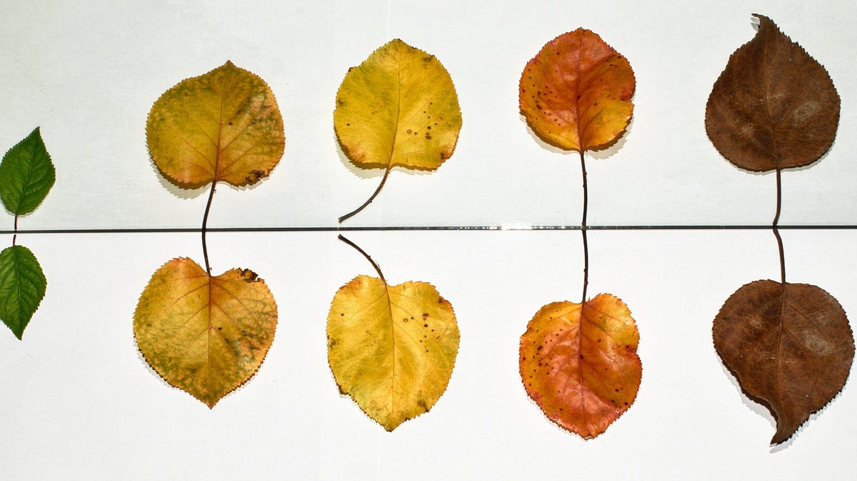 Life Cycle of a Joke. The process of editing a joke is a… | by Alex ...