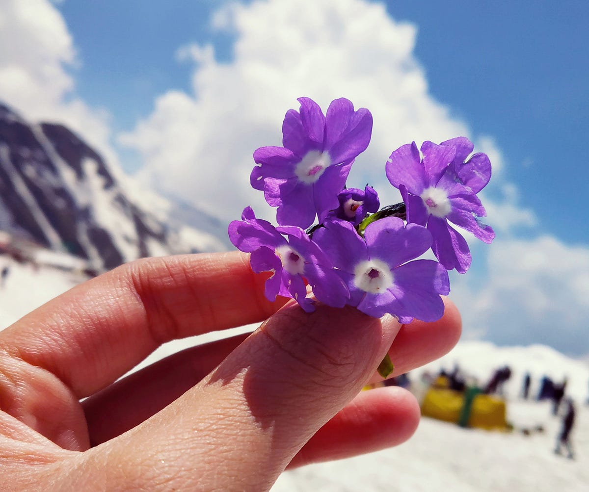 Beauty of The ‘Spring Equinox’. Lessons from nature! | by Anu | Medium