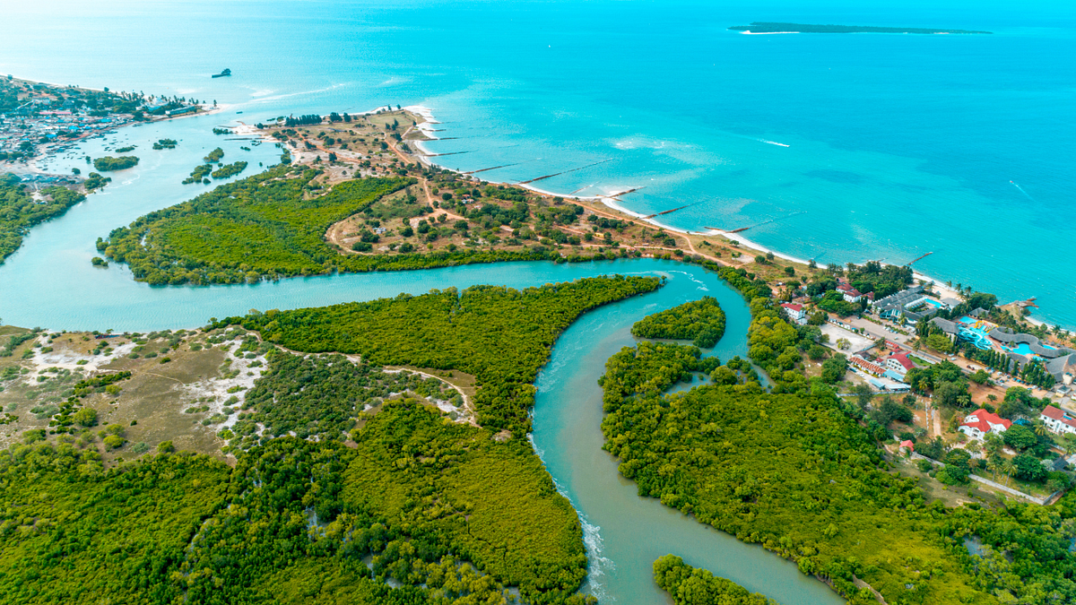 10 Benefits of Holistic Mangrove Management | by NOAH ReGen | Jun, 2023 ...