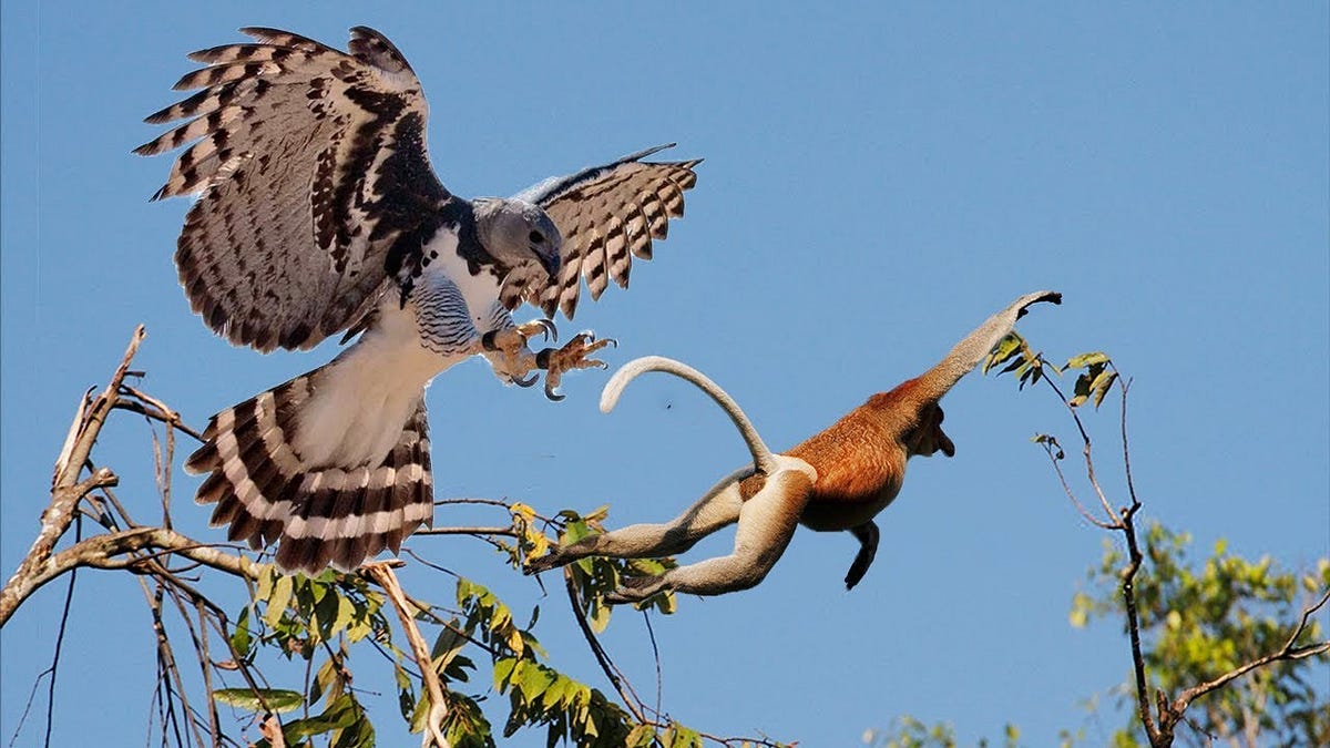 The Monkey-Eating Eagle. Look! Up in the sky! It’s a bird! | by Kyle ...