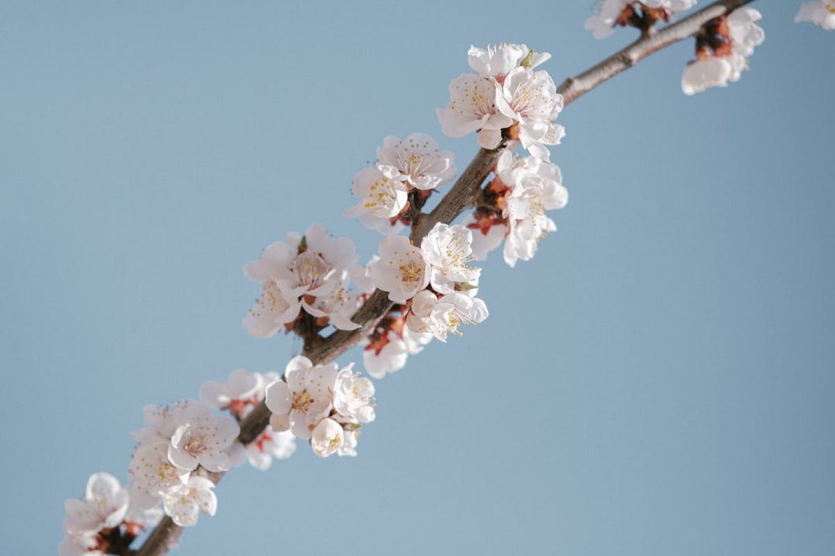 Cherry Blossoms In Autumn. Photo by Jason Wong on Unsplash | by SENECA ...