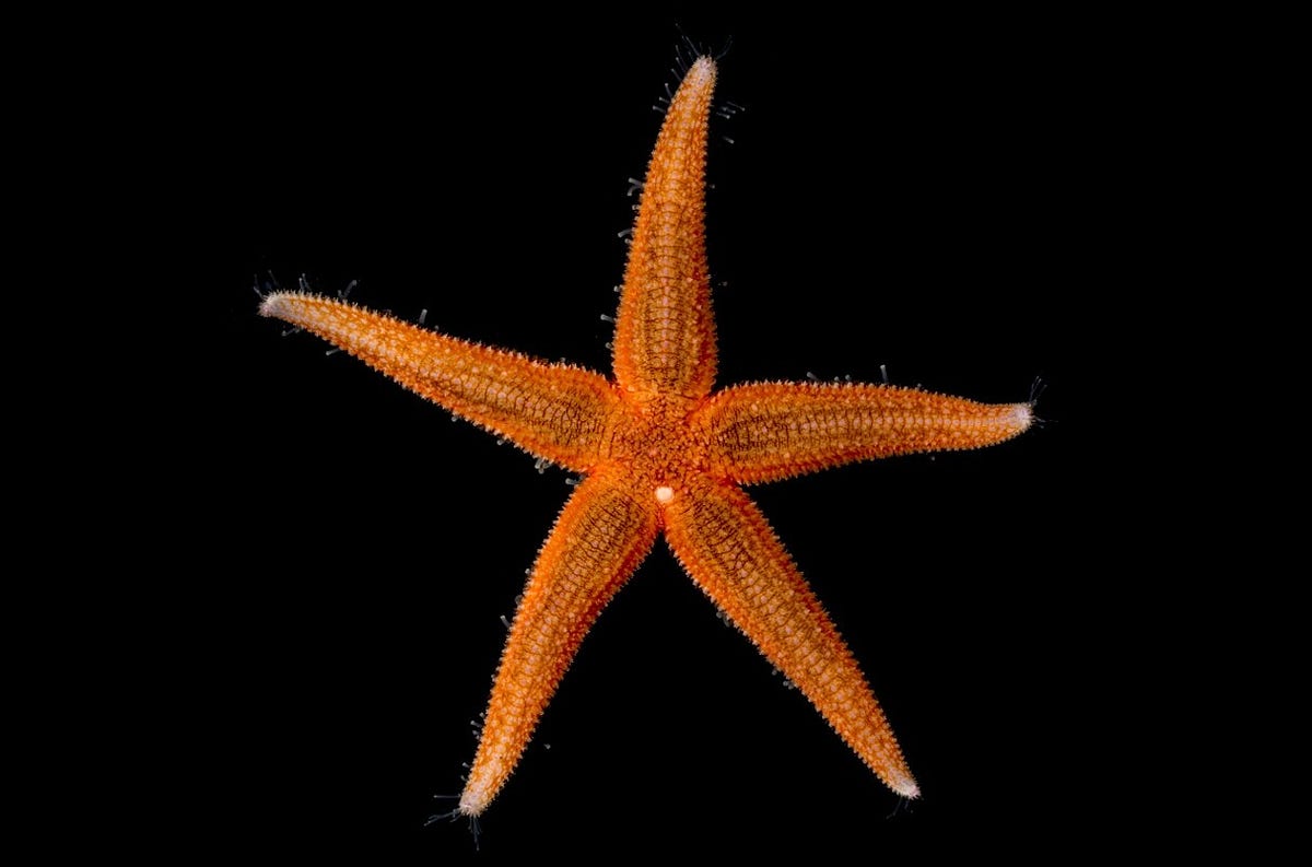 Starhead. AAAS: “Genetically speaking, starfish… | by S. W. Lawrence ...