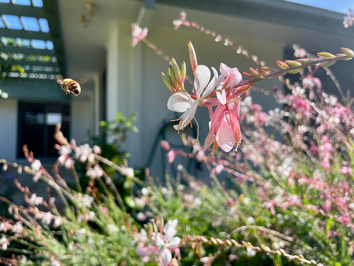 Spelling Bee, Not Me - The Daily Cuppa - Medium