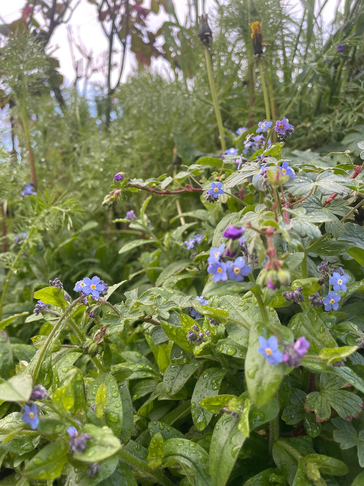 Forget-me-Not Flowers in Season in the UK | by NO AI!! Hermione Wilds ...