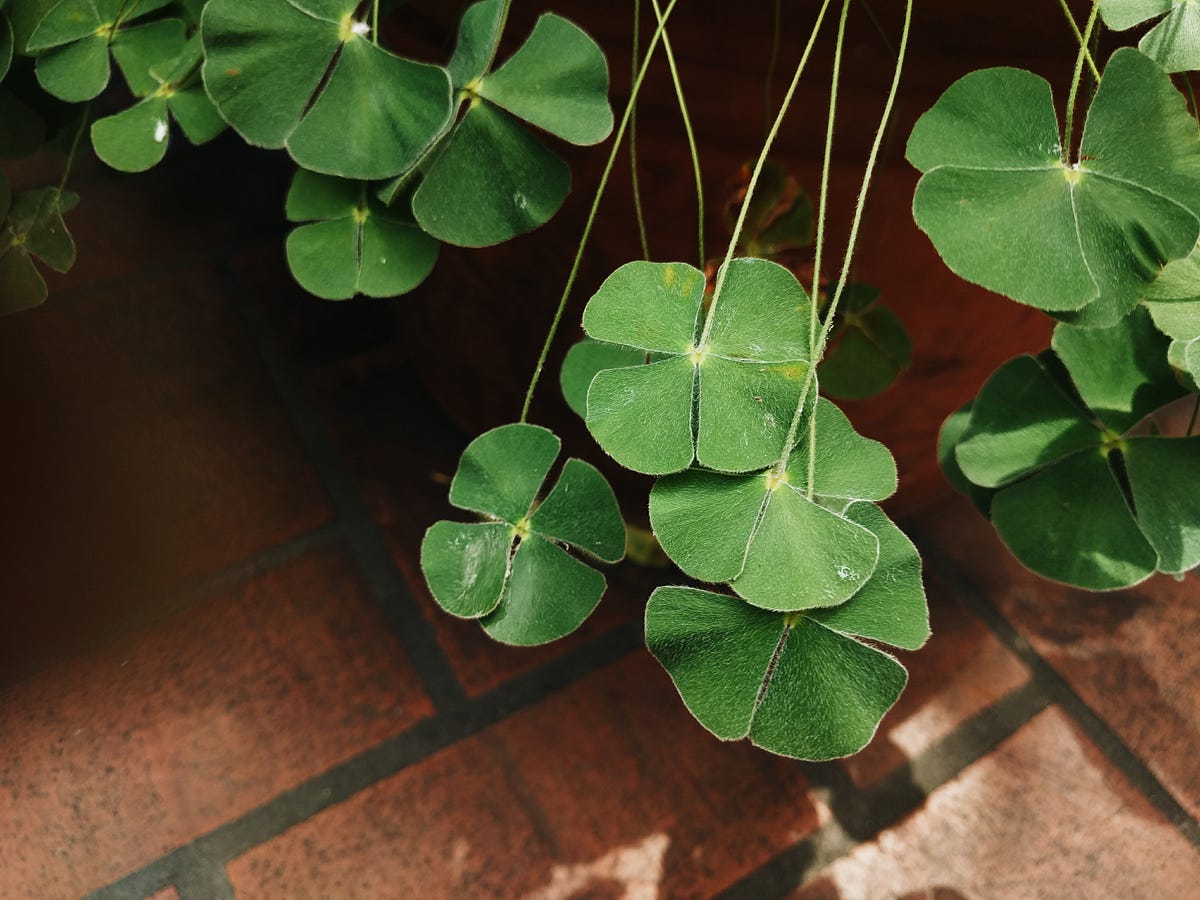 Remembering the role of luck and privilege in academic achievement | by ...