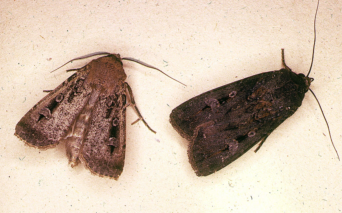The Fascinating But Endangered Bogong Moth | by Cassie Welander, PhD ...