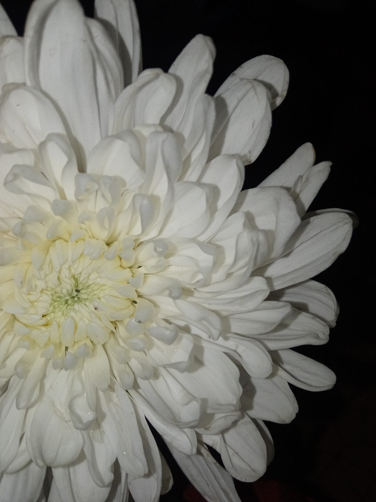 Forlorn Love-A Poem - Tulika - Medium