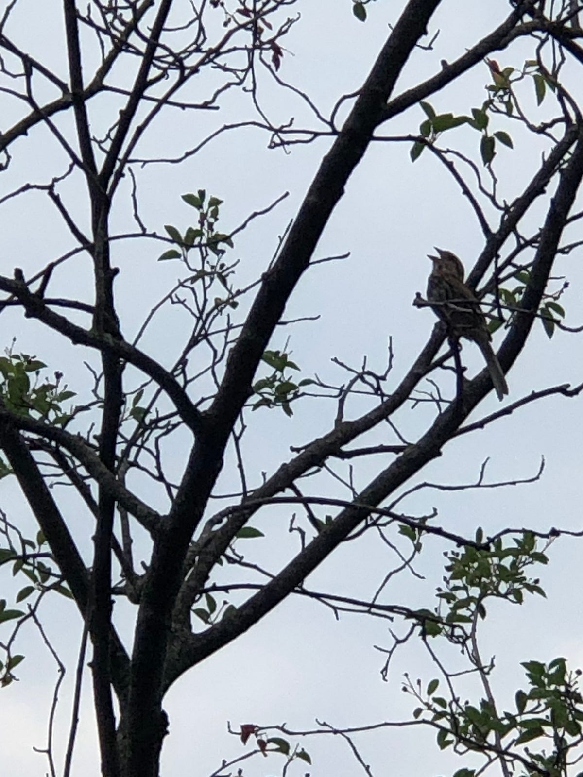 How Do The Birds Know? - The Daily Cuppa - Medium