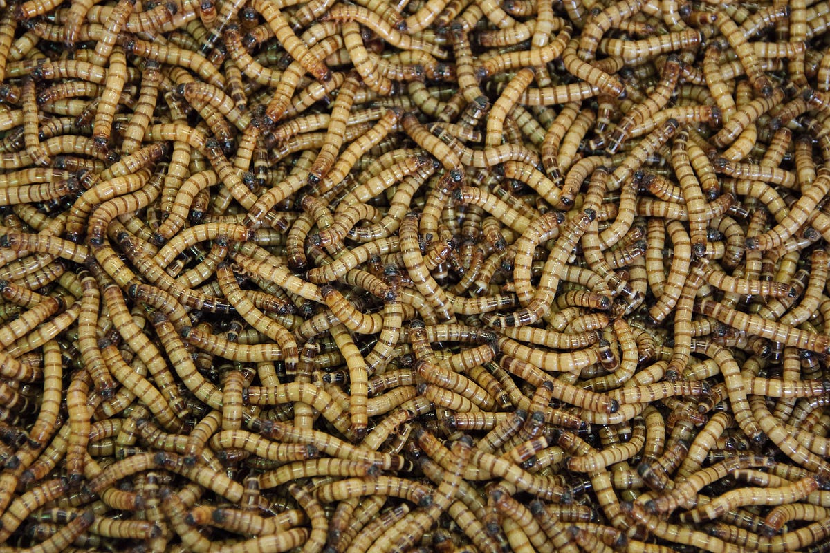 Exploring the Potential of Insect Protein for Food Security in ASEAN ...