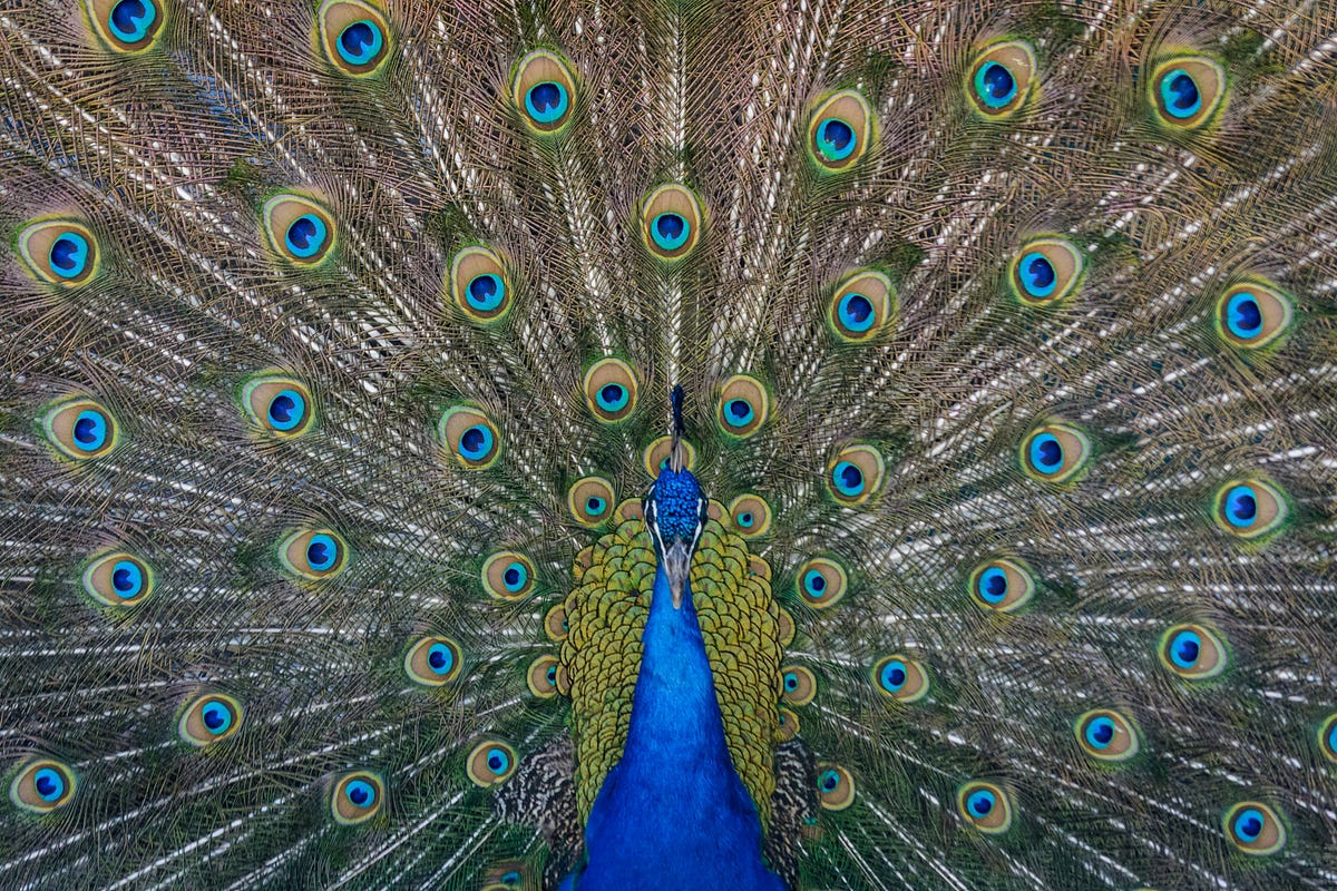 Stop Peacocking & Start Actualising | by Mike Lea | Aug, 2024 | Medium