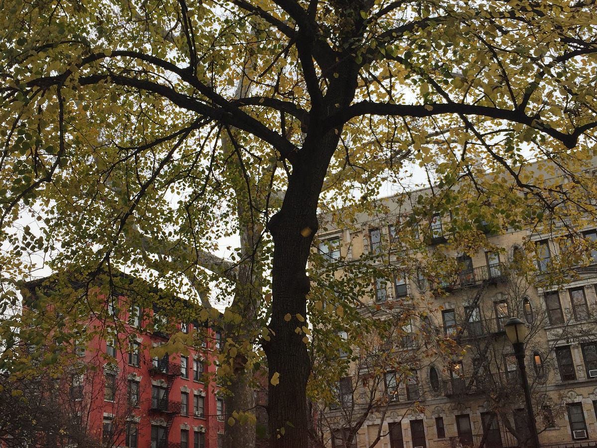 Colors of the East Village. It’s early December in NYC, but high… | by ...