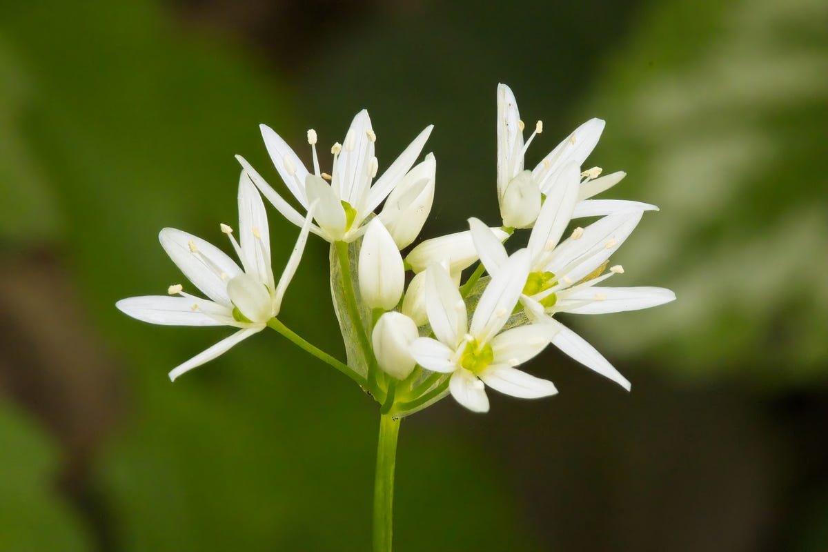 Flower Photography: Depth of Field | by Mark Overmars | Full Frame ...