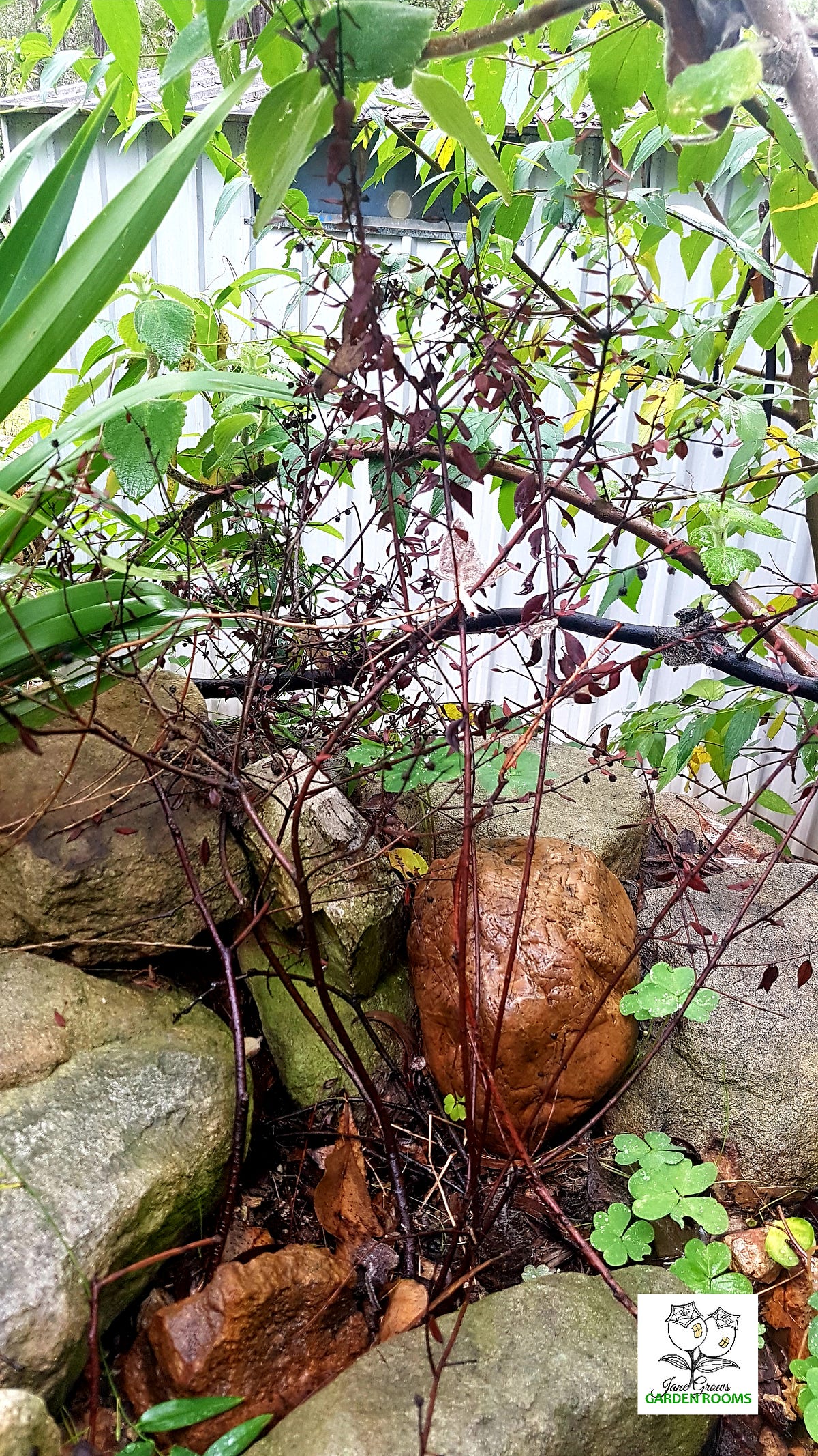 It’s okay if your plants are dying | by Jane Frost (Jane Grows Garden ...