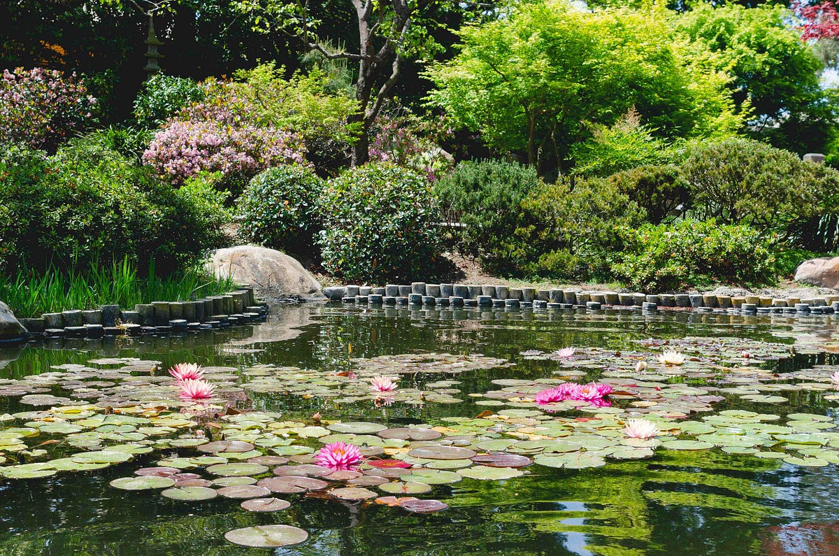 Miniature Ponds — How To Build A Small Pond In Your Garden | by ...