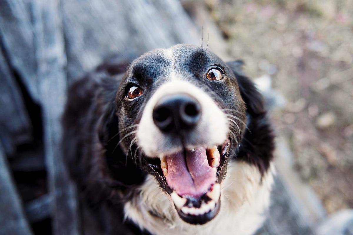 Barks and Kisses: What It Feels Like Living with Sassy Dogs | by ...