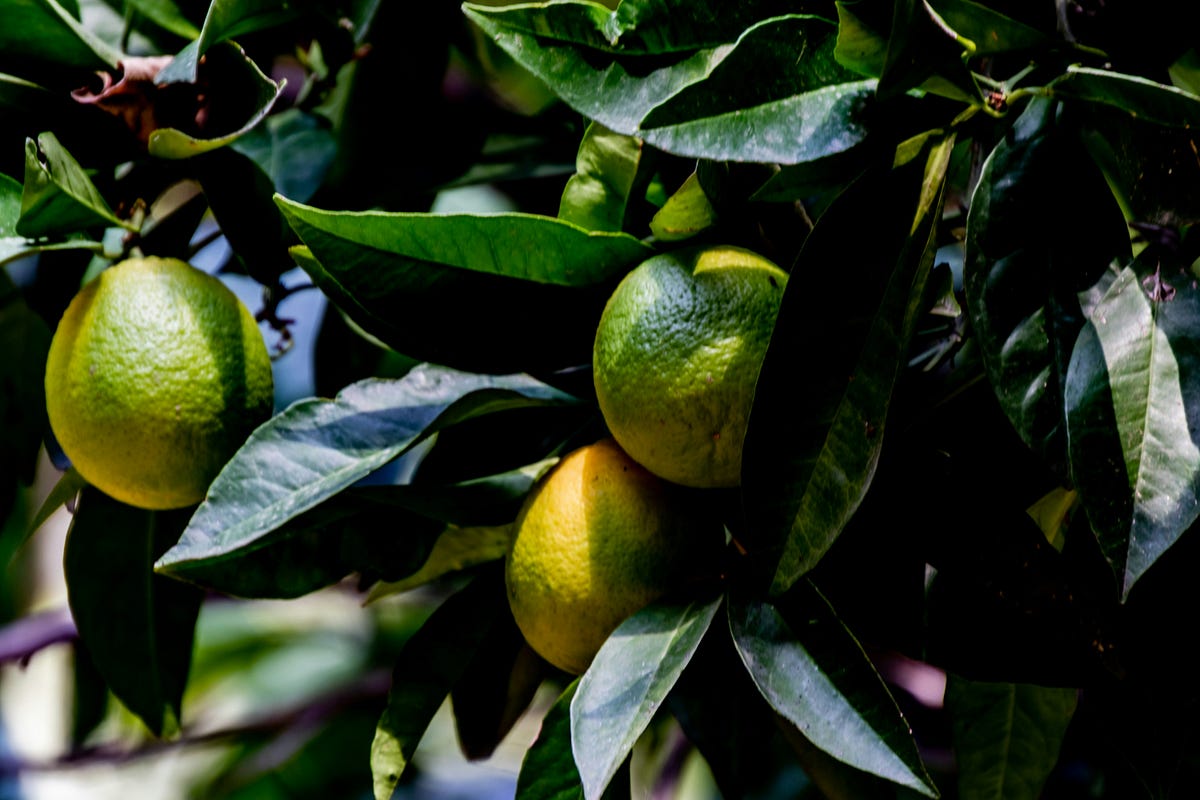 Shikuwasa Citrus Fruit. The benefits of this Okinawan Citrus… | by Joey ...