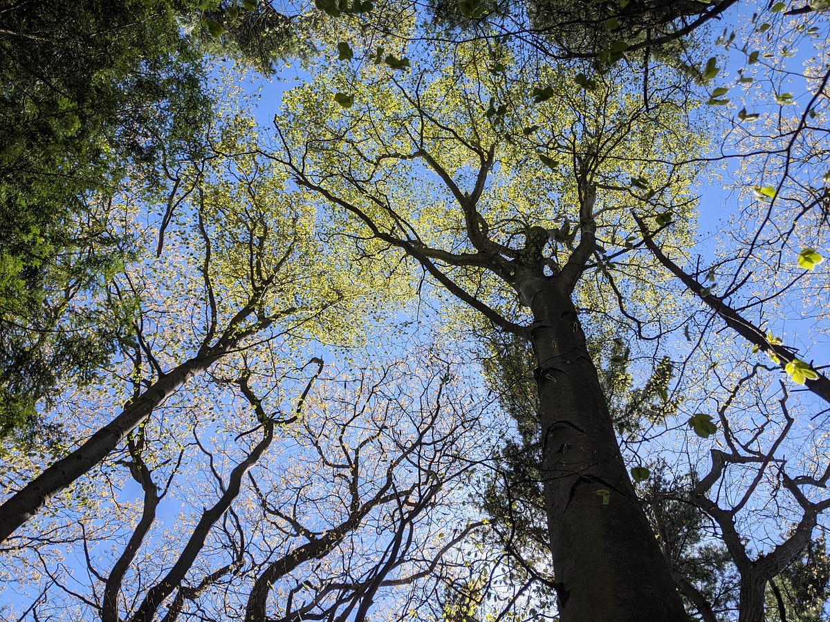 Only Love Can See Trees (Pt. 2). Trees Appear and Disappear | by ...