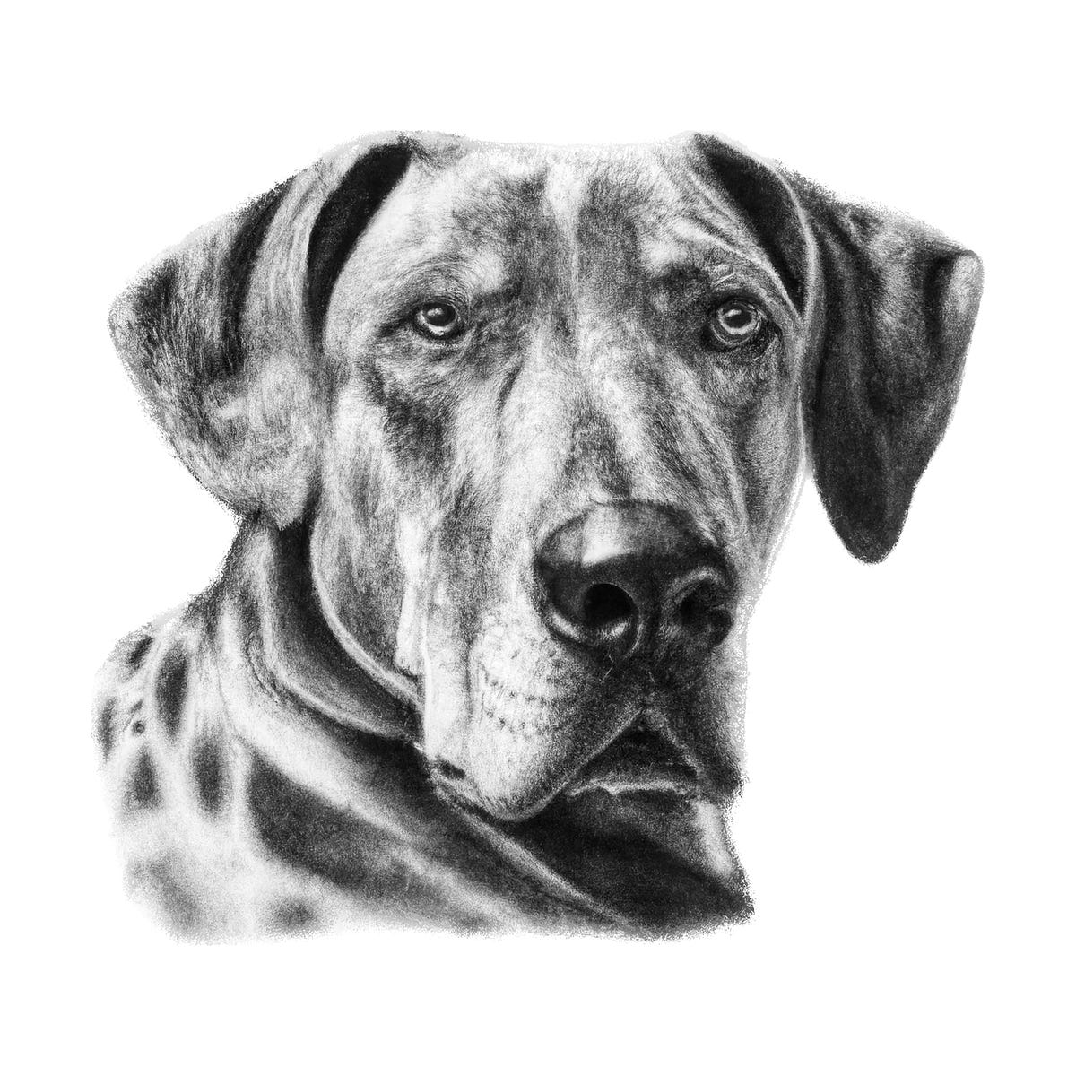 A poem about a Catahoula Leopard Dog - Jason Harper | PortraitsofDogs.com - Medium