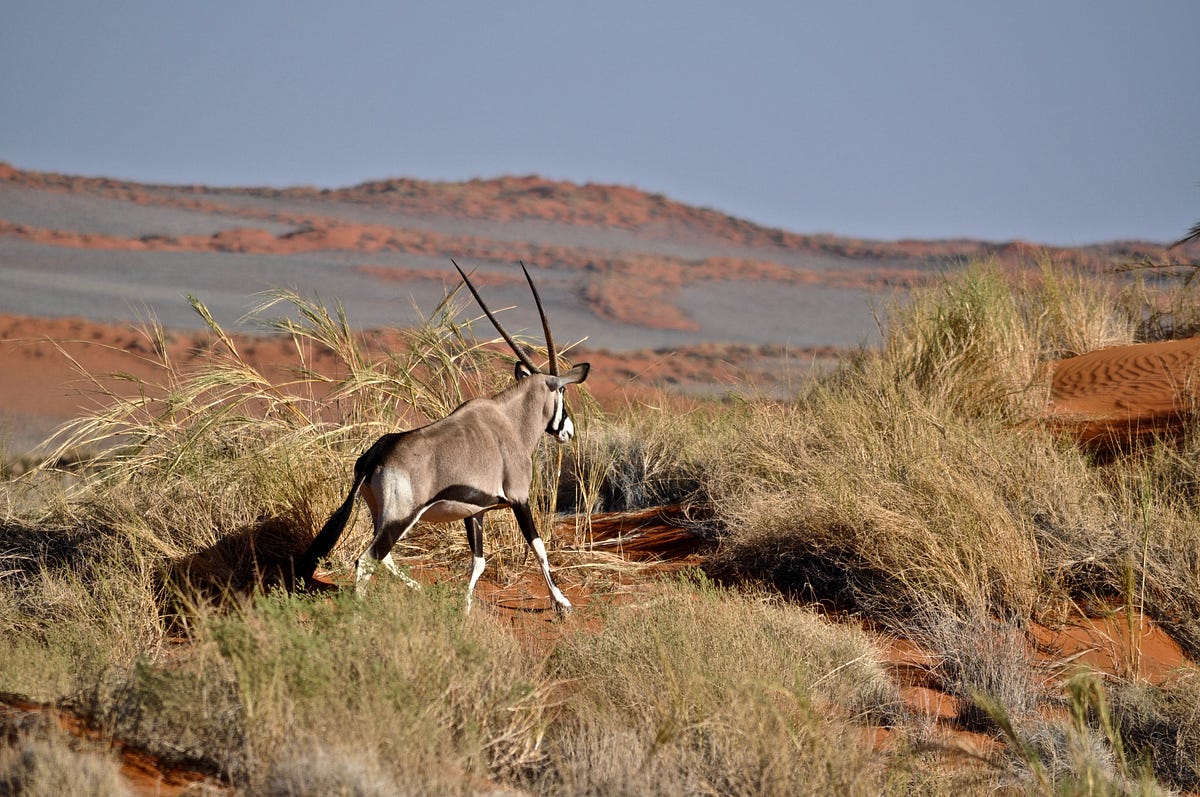 Gemsbok. Wildlife biologist and outdoor writer… | by Hornady Manufacturing | The Hole Story