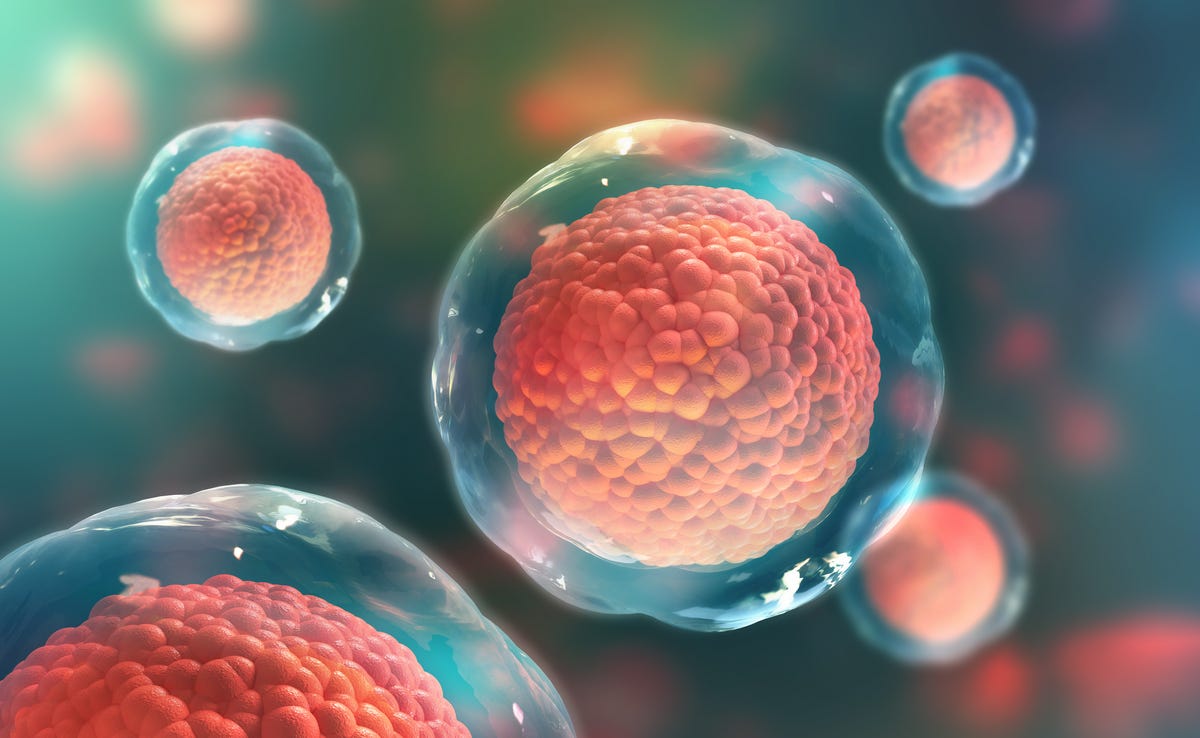 Restoring Function to the Central Nervous System Using Stem Cells | by Veda Bhattaram | Medium