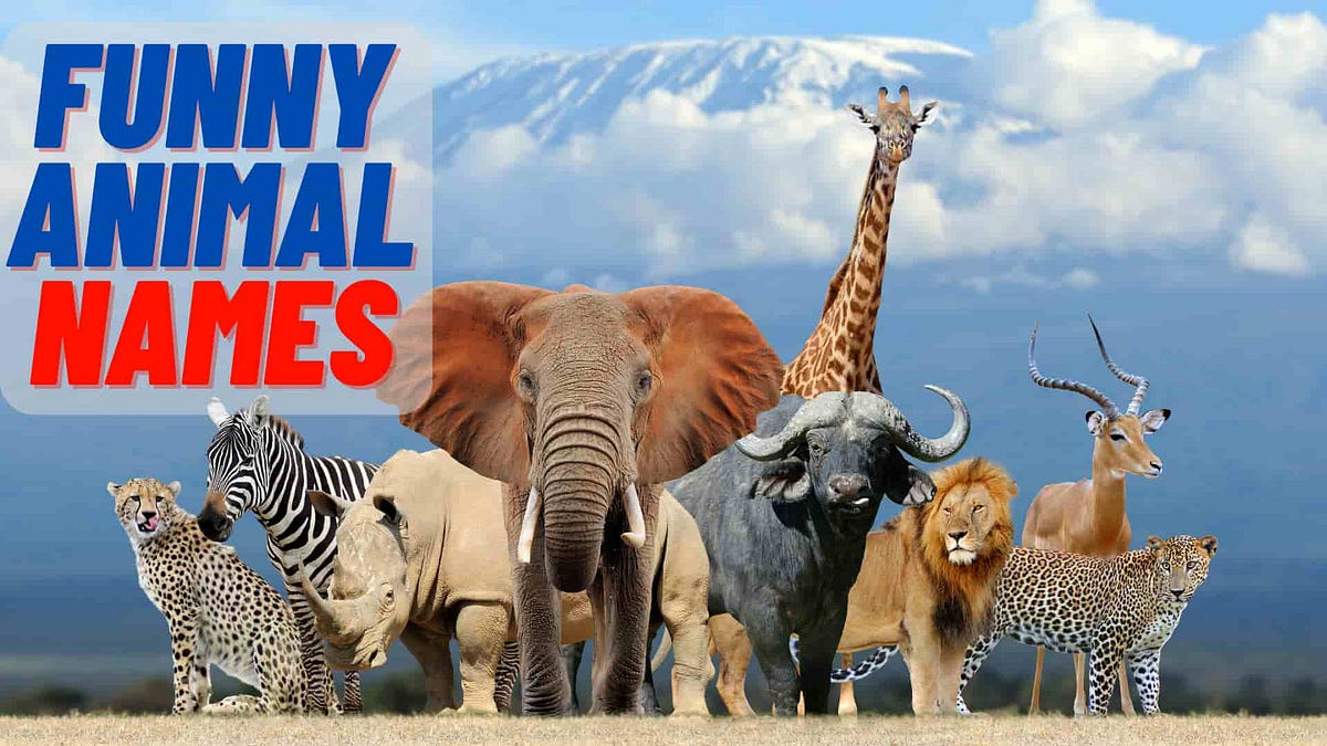100+ Cool And Funny Animal Names list | by Alan William | Medium