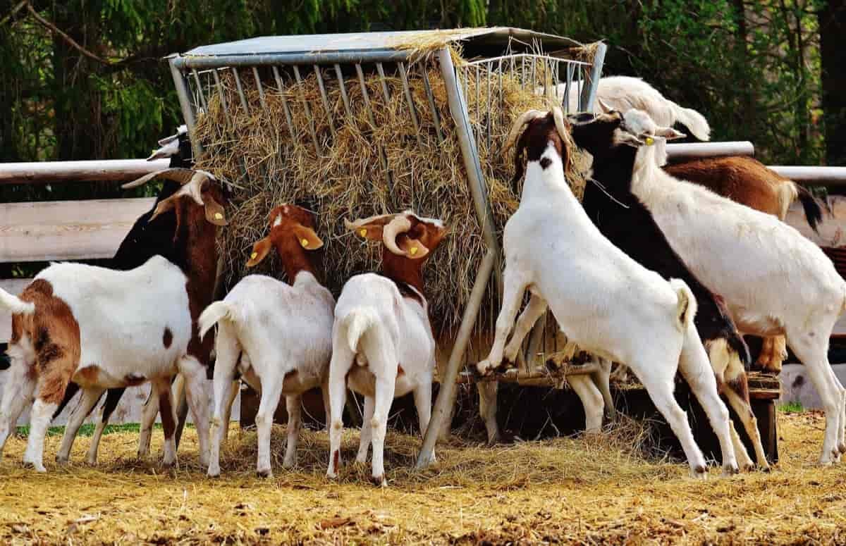 What type of housing and shelter do goats require? | by Homeopathic Pet ...