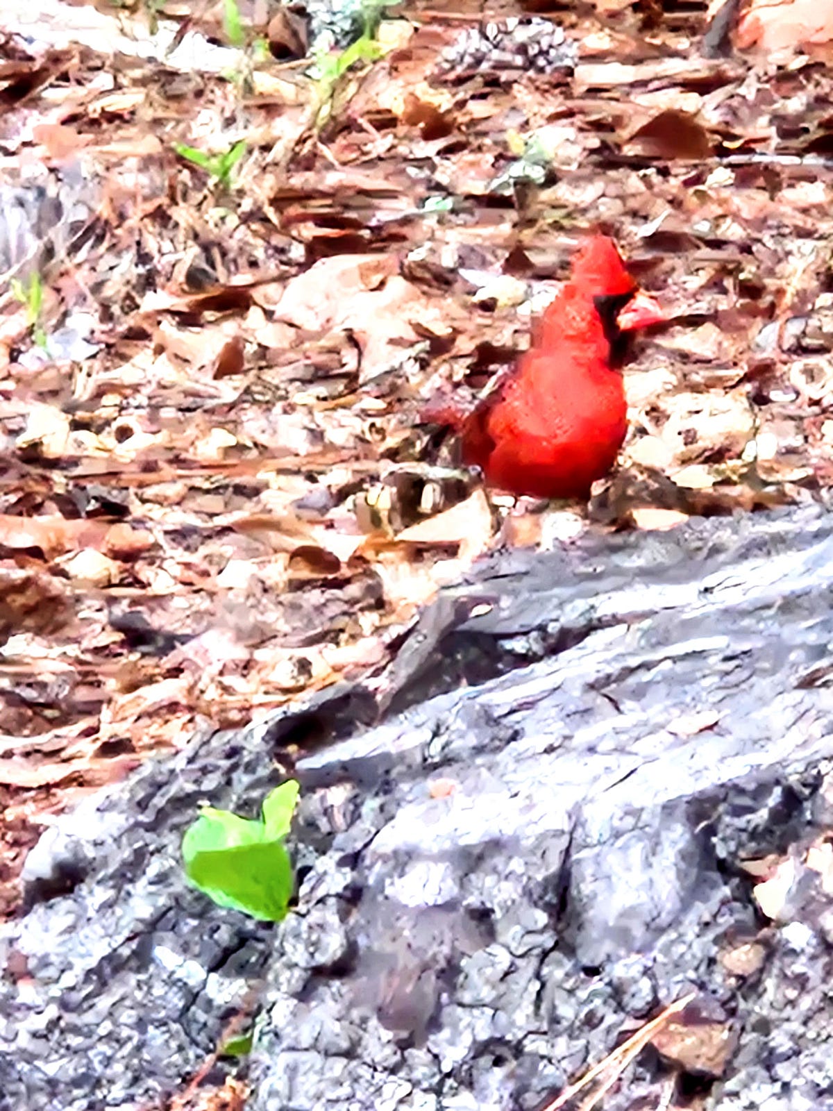 The Cardinal’s Message. Dealing with death | by Dennett | Weeds ...