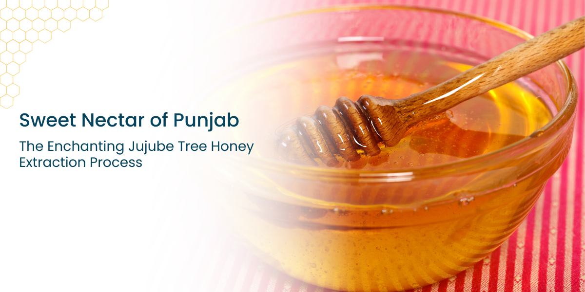 Sweet Nectar of Honey : The Enchanting Jujube Tree Honey Extraction ...