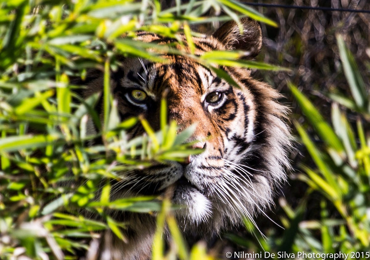 Palm Oil, Consumption & the Sumatran Tiger | by Nilmini De Silva | Eco ...
