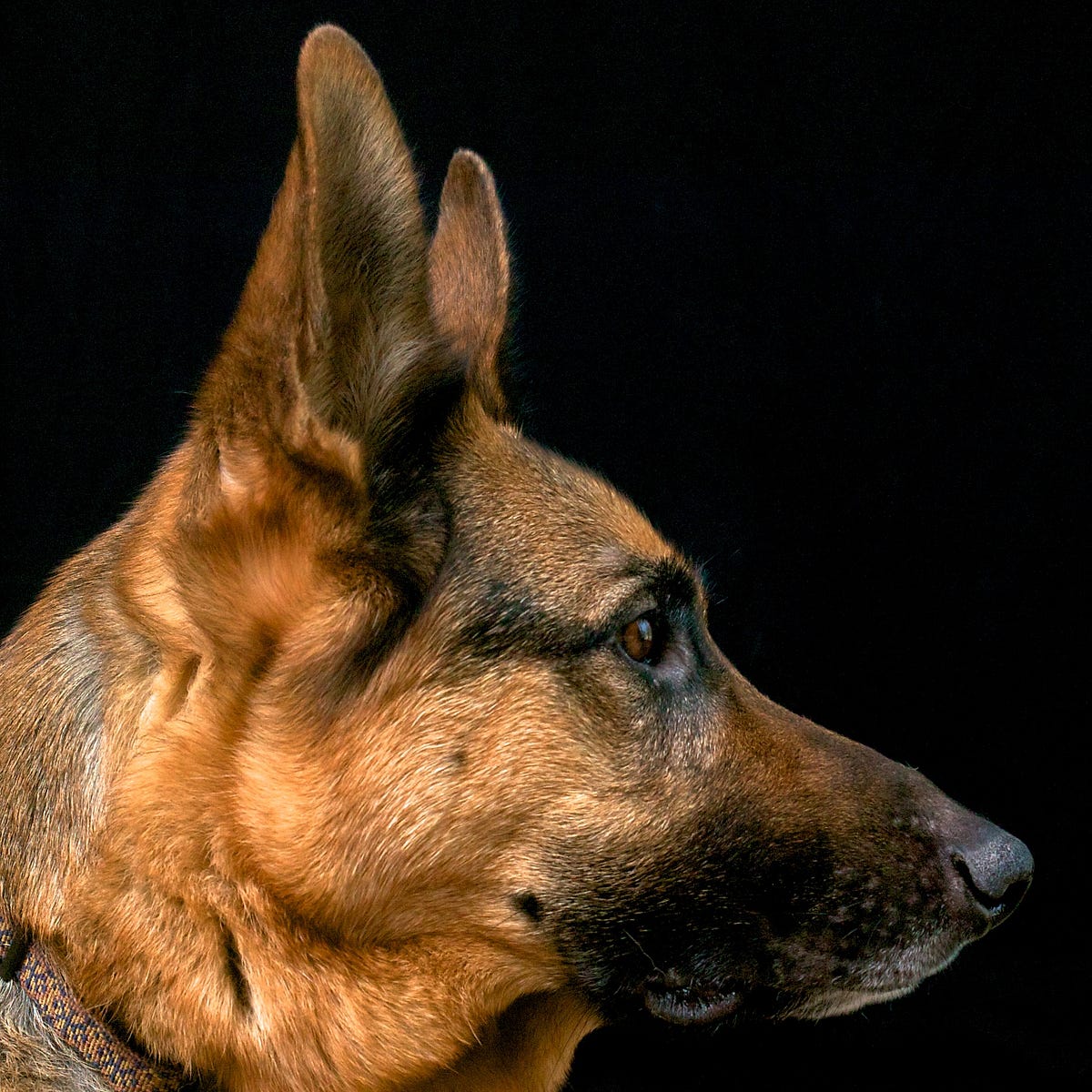 Zim vom Schafer see (2003–2014) – A good boy | by Jack Baty | Medium