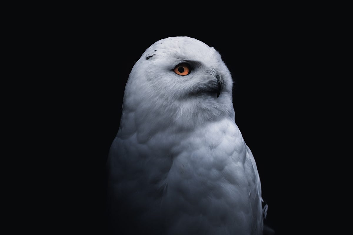 Becoming a Twitter Master. Becoming a Twitter master takes longer… | by ...