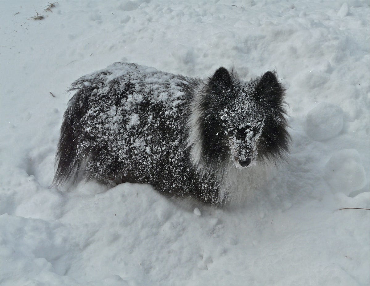 A Dog, A Young Girl, A Love Story | by David Ropeik | Medium