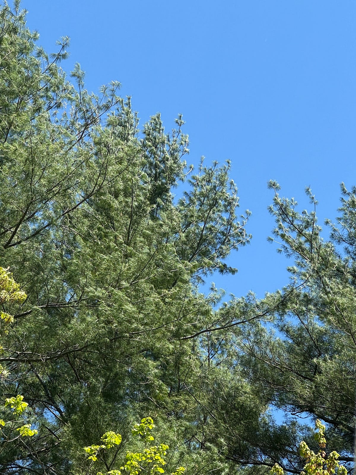 Fresh Spring Pines Are Waving At Me - The Daily Cuppa - Medium