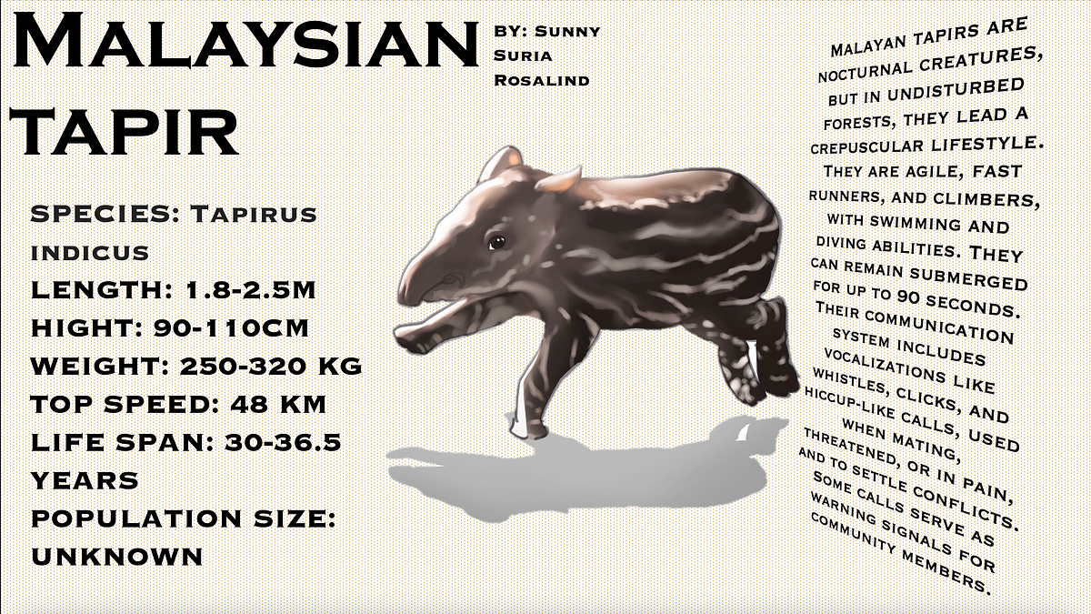 A brief introduction about the Malaysian Tapir - The Life on Land Institution - Medium